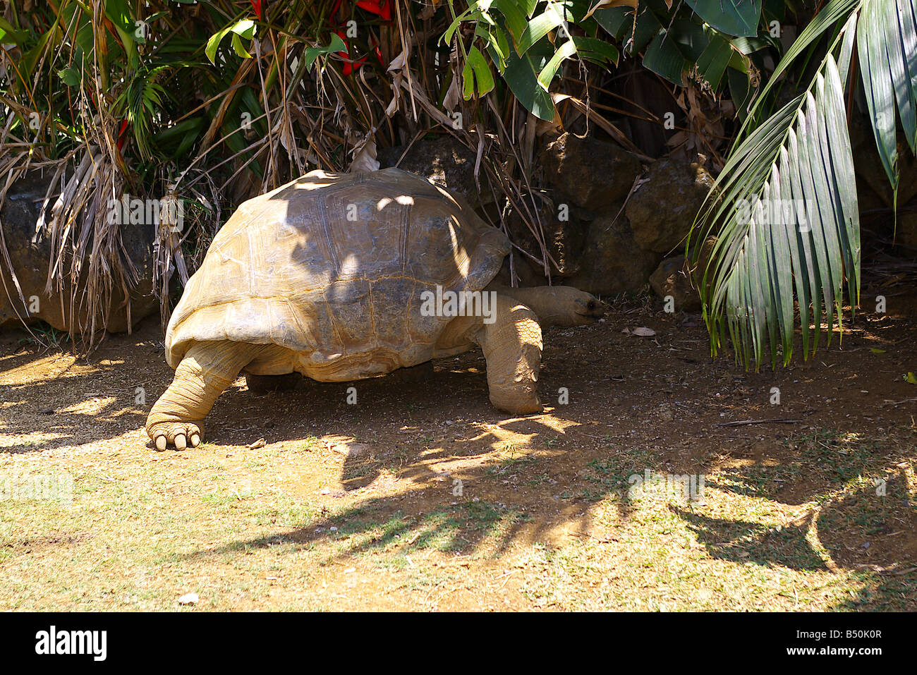 Chitin carapace hi-res stock photography and images - Alamy