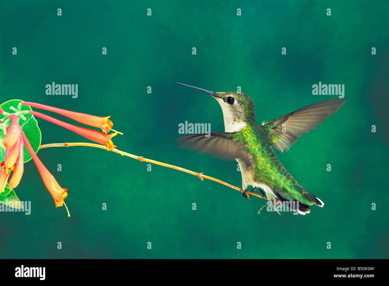 Ruby-throated Hummingbird Archilochus colubris Stock Photo - Alamy