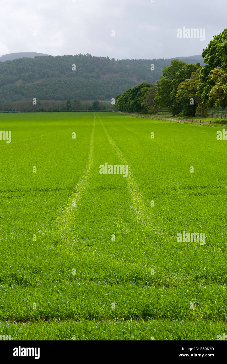 Crop and tractor tracks hi-res stock photography and images - Alamy