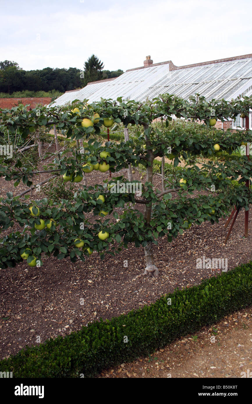 OLD ENGLISH COOKING APPLE GOLDEN NOBLE GROWN AS AN ESPALIER. ORIGINATES ...