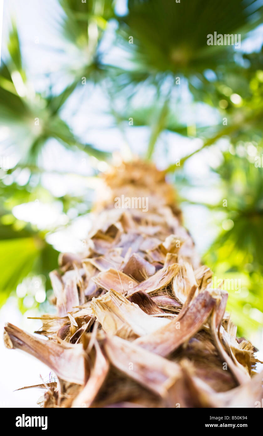 looking up the brown trunk of a palm tree with green leave Stock Photo ...