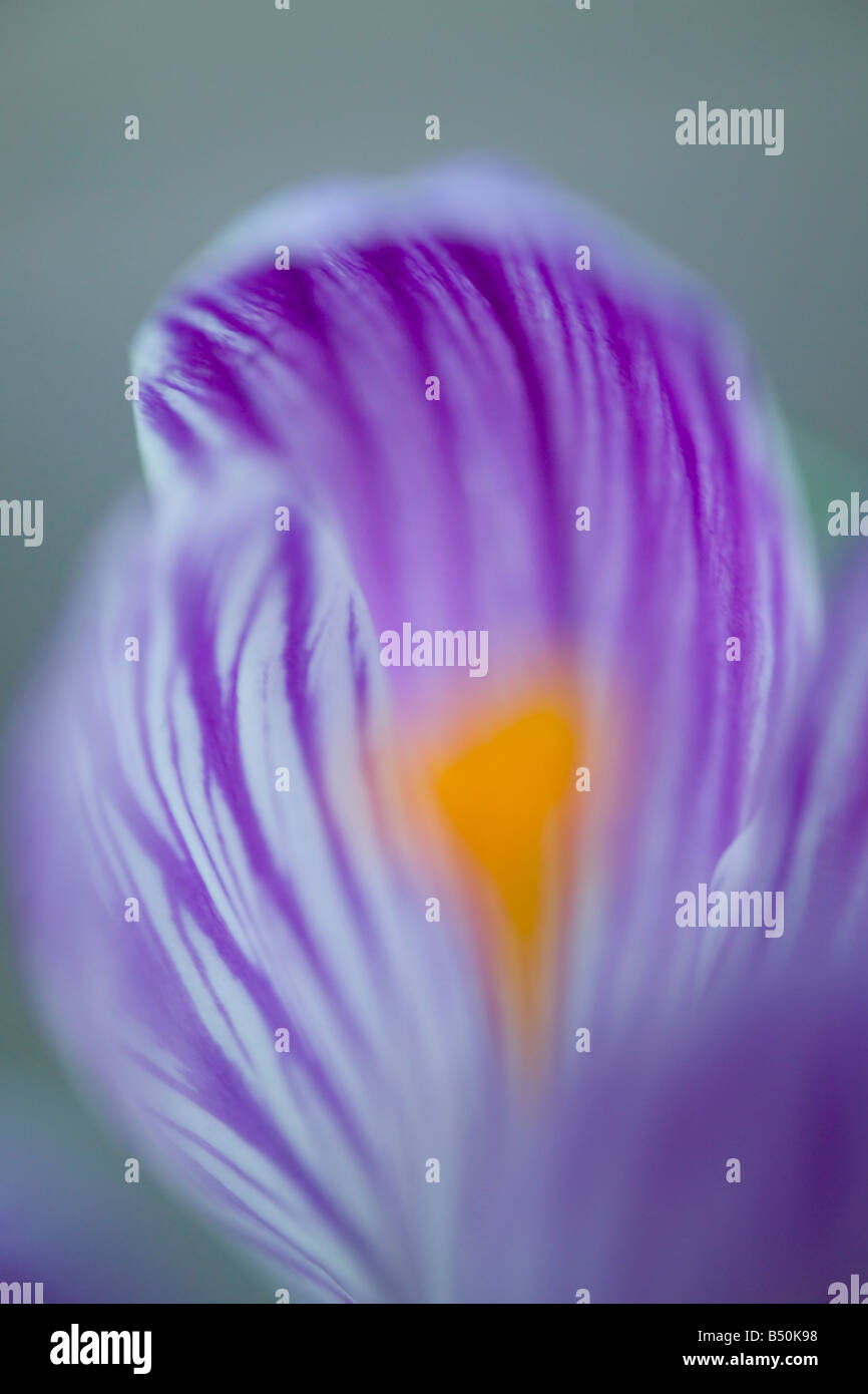 Vertical border spring flowers hi-res stock photography and images - Alamy