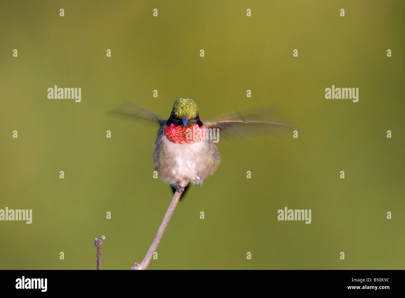 Ruby-throated Hummingbird Archilochus colubris Stock Photo - Alamy