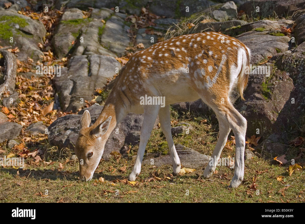 A Fallow Deer grazing in Autumn Stock Photo - Alamy