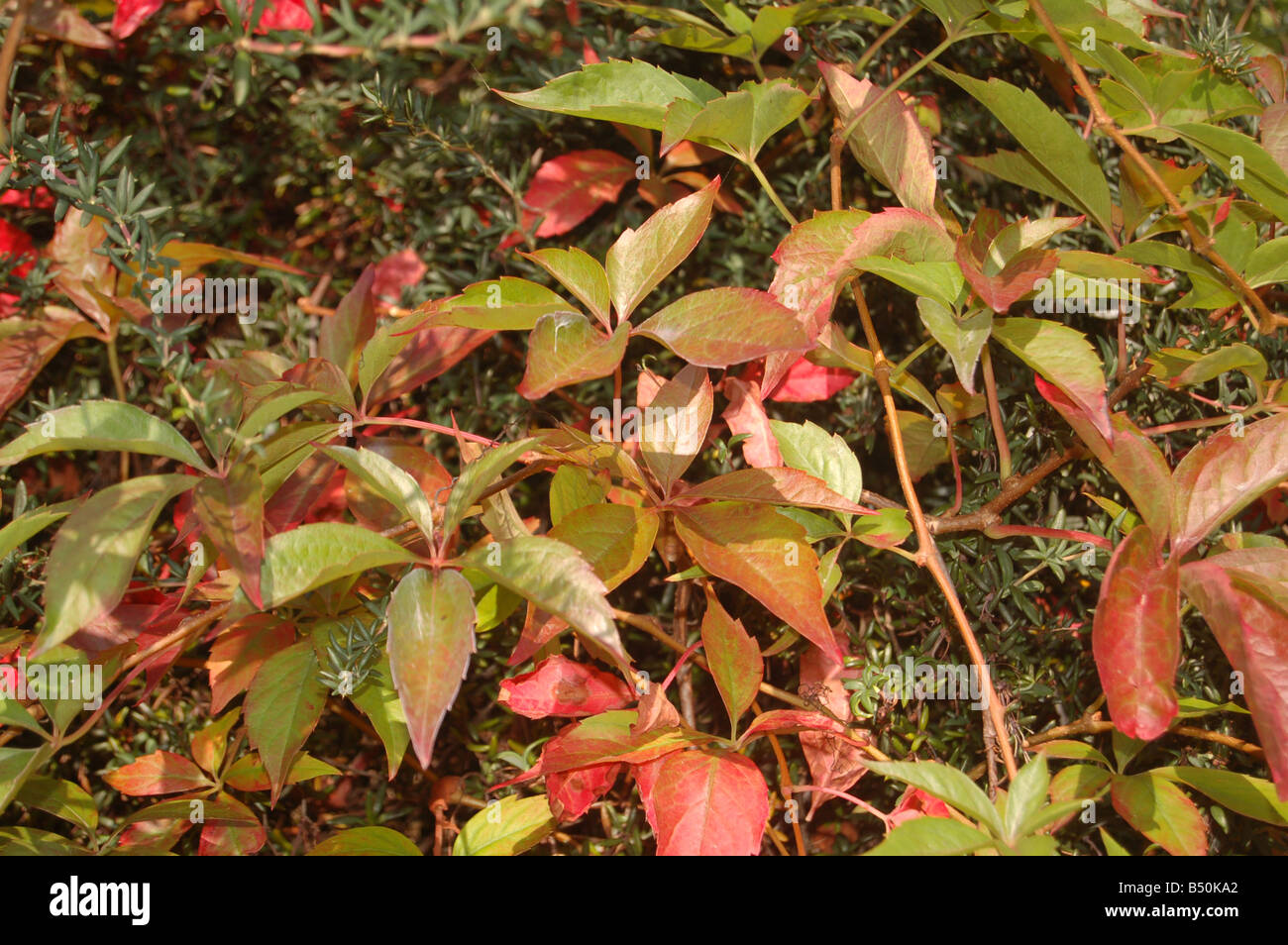 Pretty tree leaves at Montrose pk, Edgware, London, England, uk Stock ...