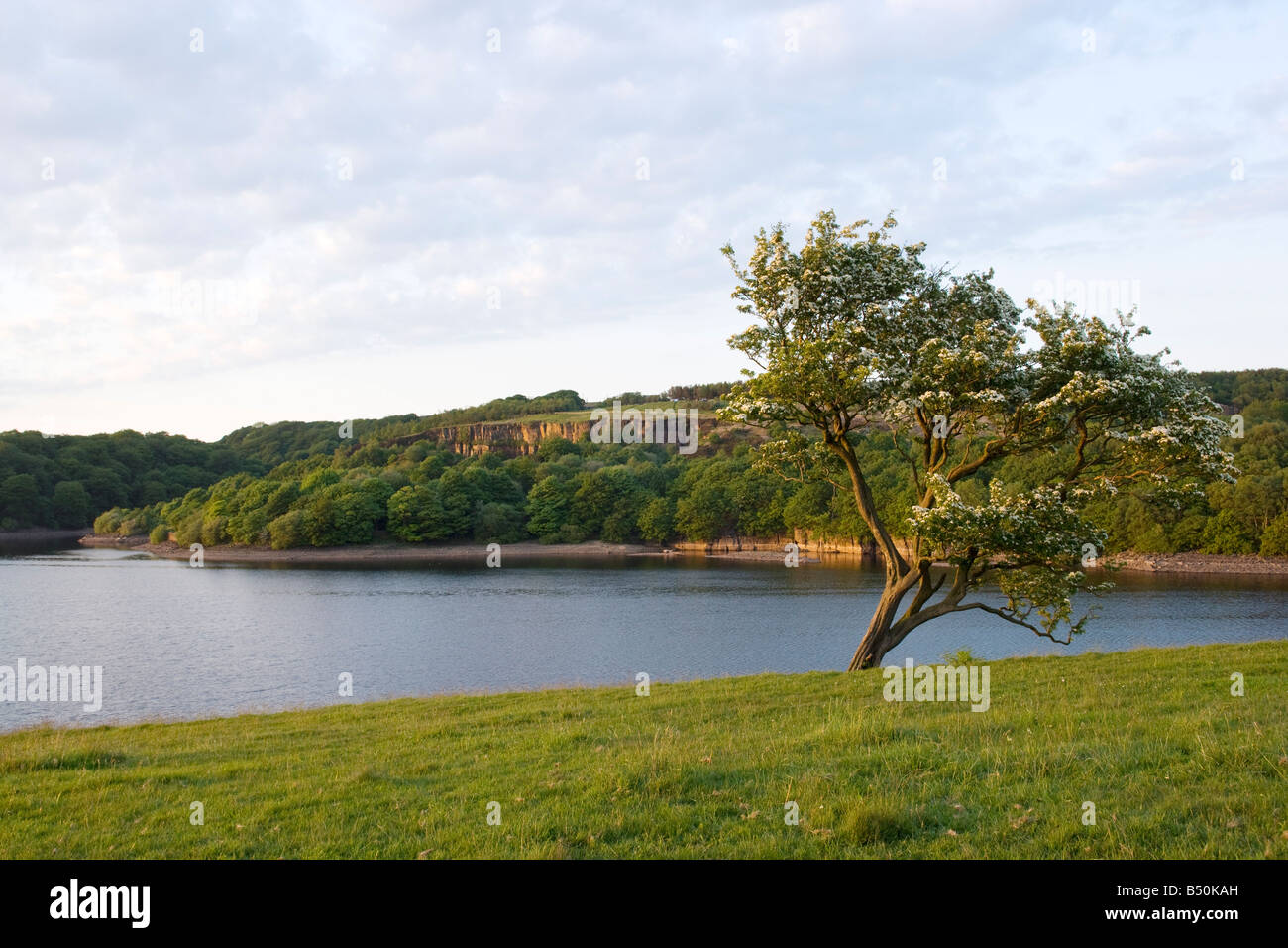 Anglezarke reservoir and hawthorn tree with old quarry in background ...