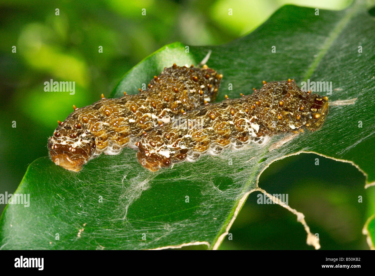 Ruby-spotted Swallowtail Papilio anchisiades Stock Photo - Alamy