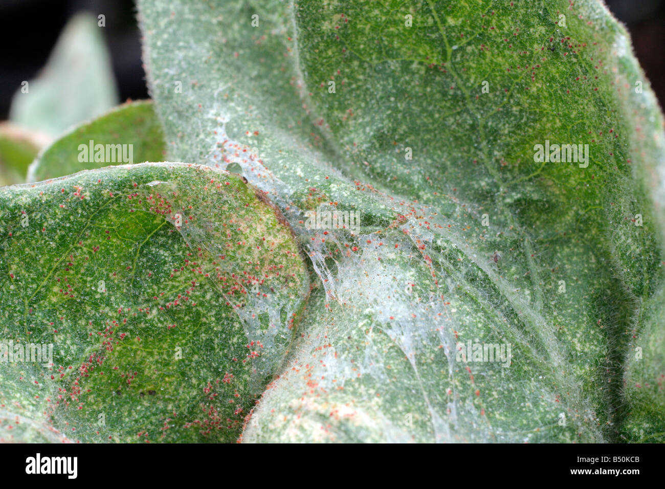 Red spider mite infestation tetranychus hi-res stock photography and ...