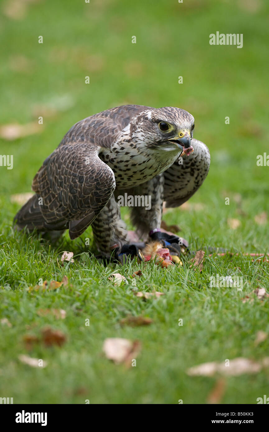 Captive falcon at a display centre Stock Photo - Alamy
