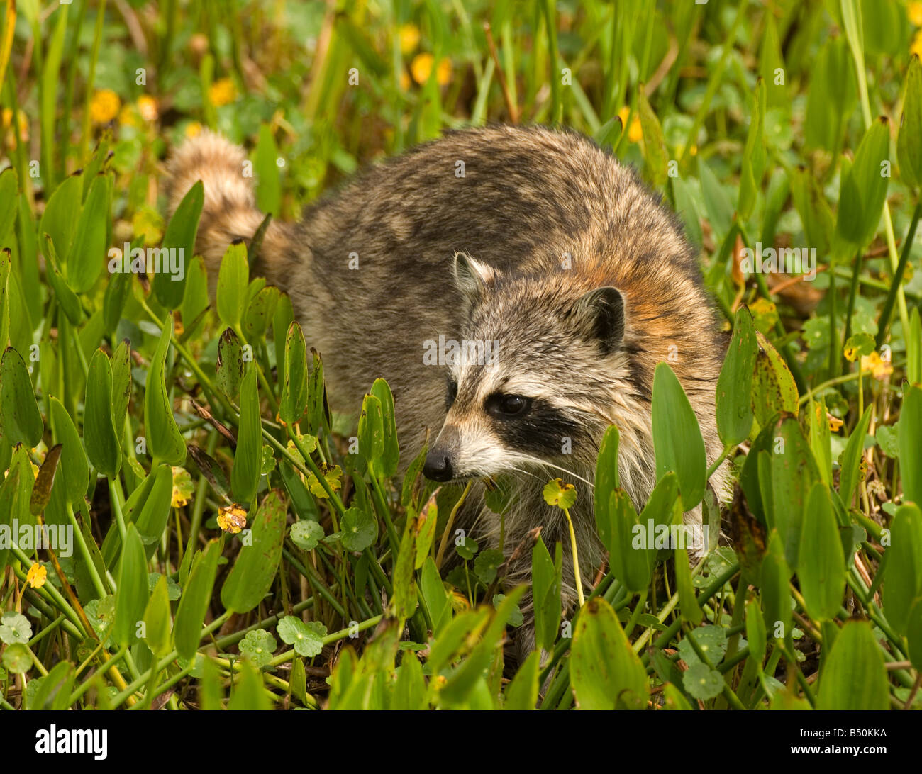 Florida crayfish hi-res stock photography and images - Alamy