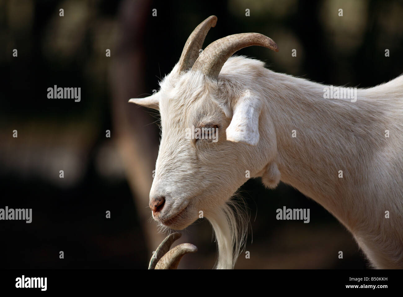 A white goat, headshot Stock Photo - Alamy