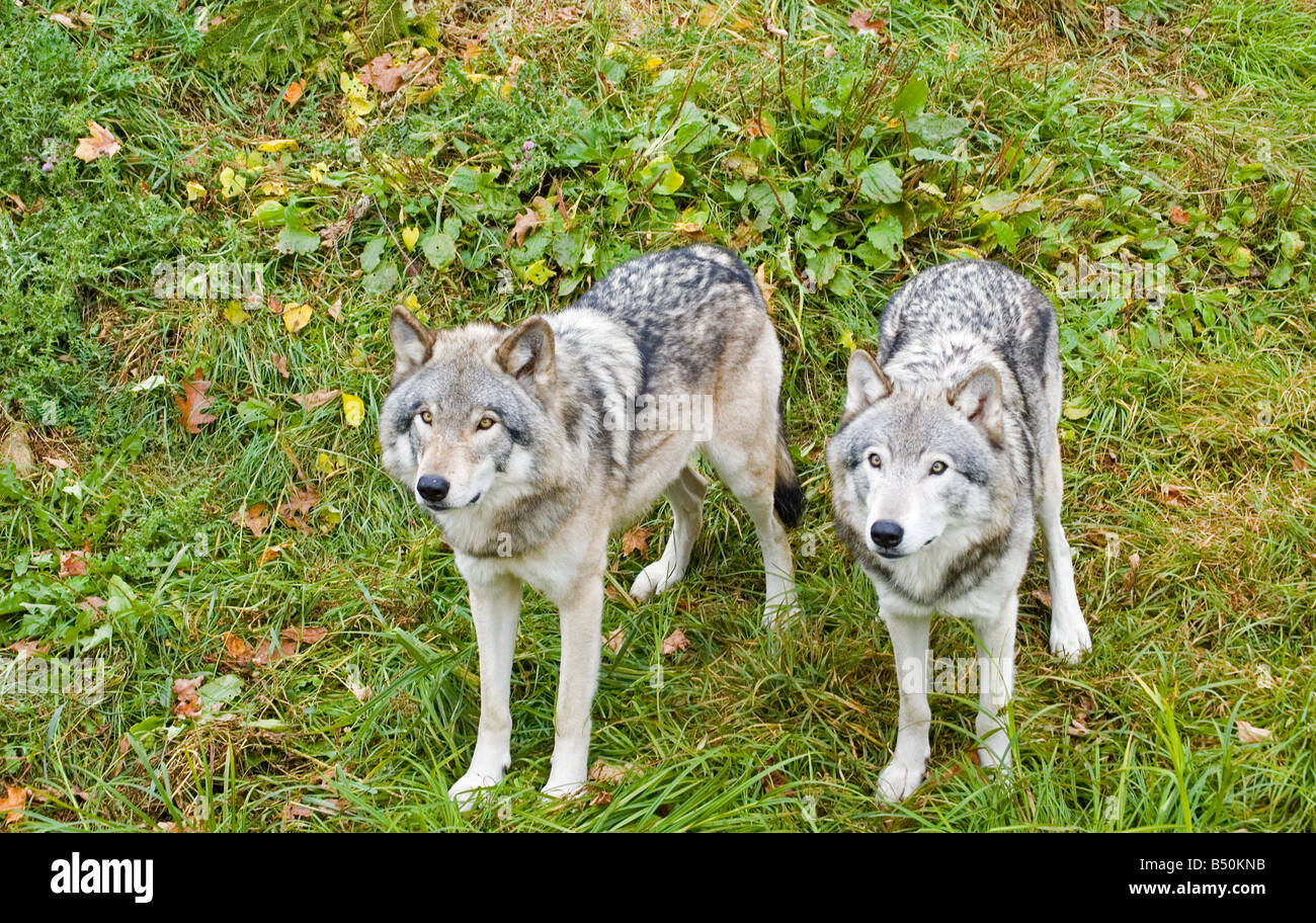 A pair of watching Timber Wolves in Autumn Stock Photo - Alamy