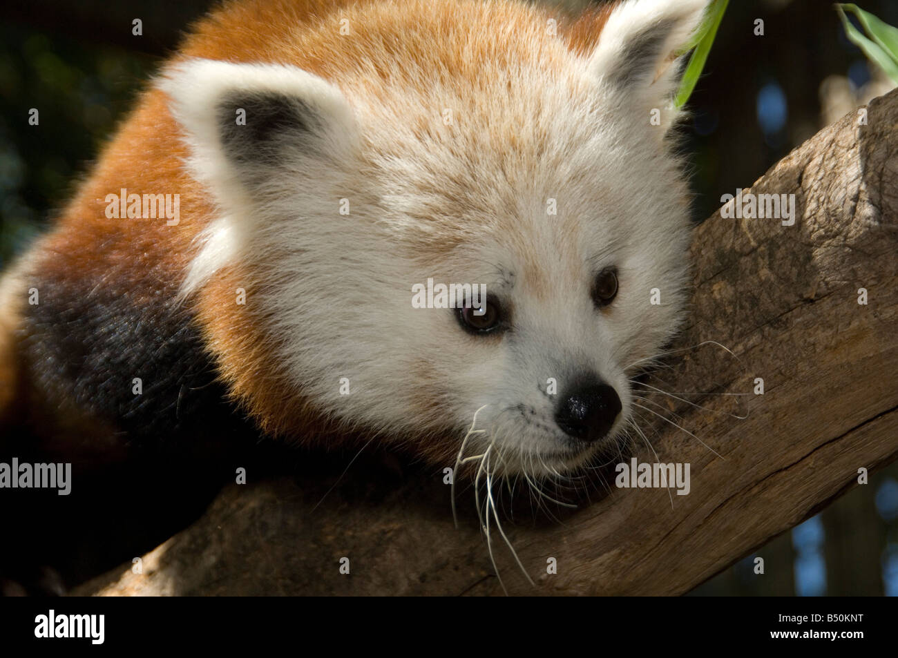 Panda eyes hi-res stock photography and images - Alamy