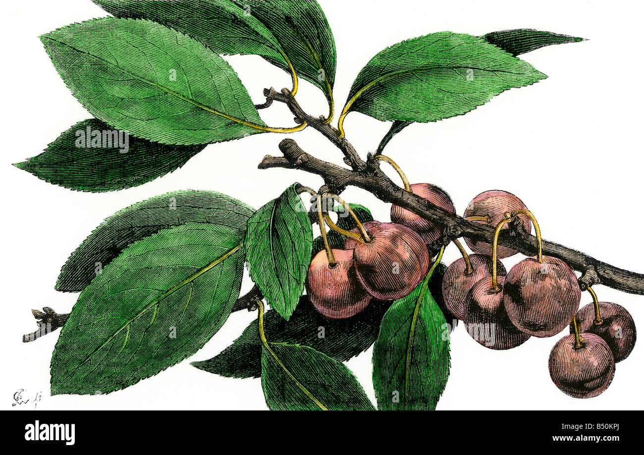 Beach plums growing wild. Hand-colored woodcut Stock Photo - Alamy