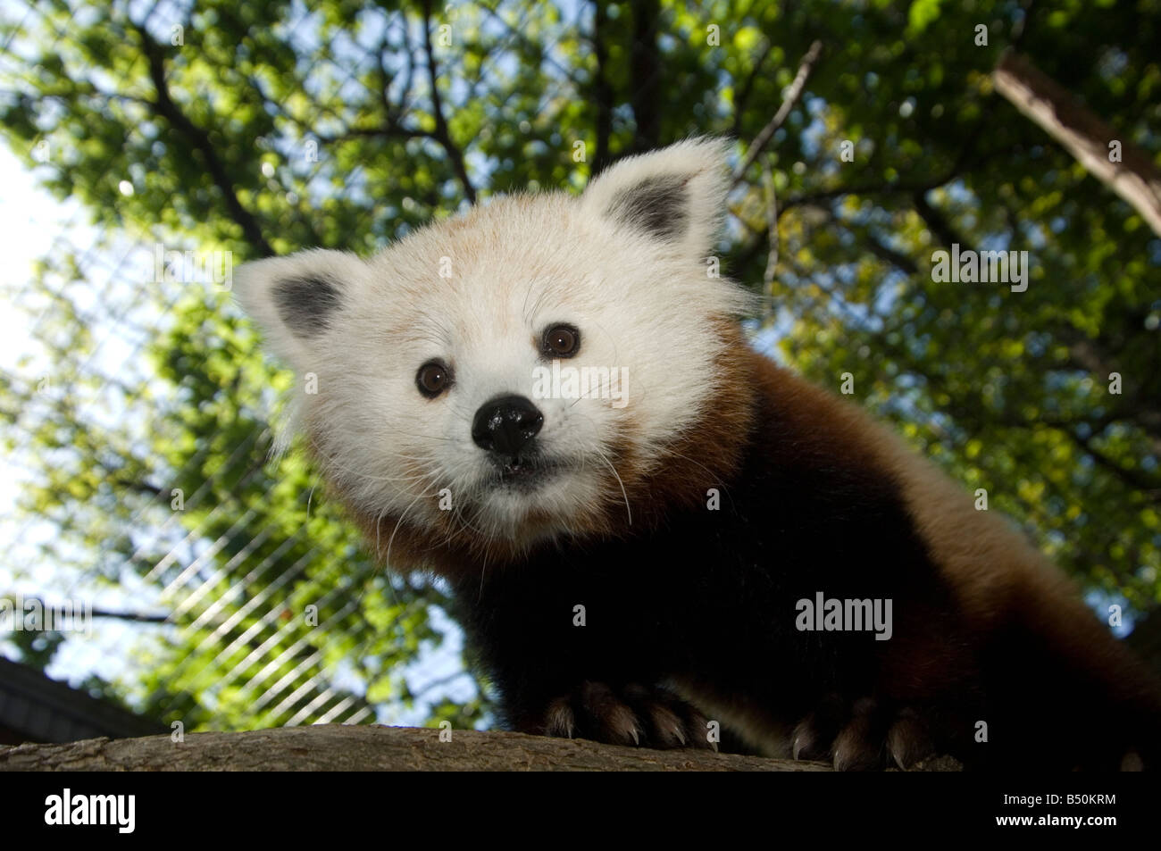 Asian Red Panda Stock Photo - Alamy
