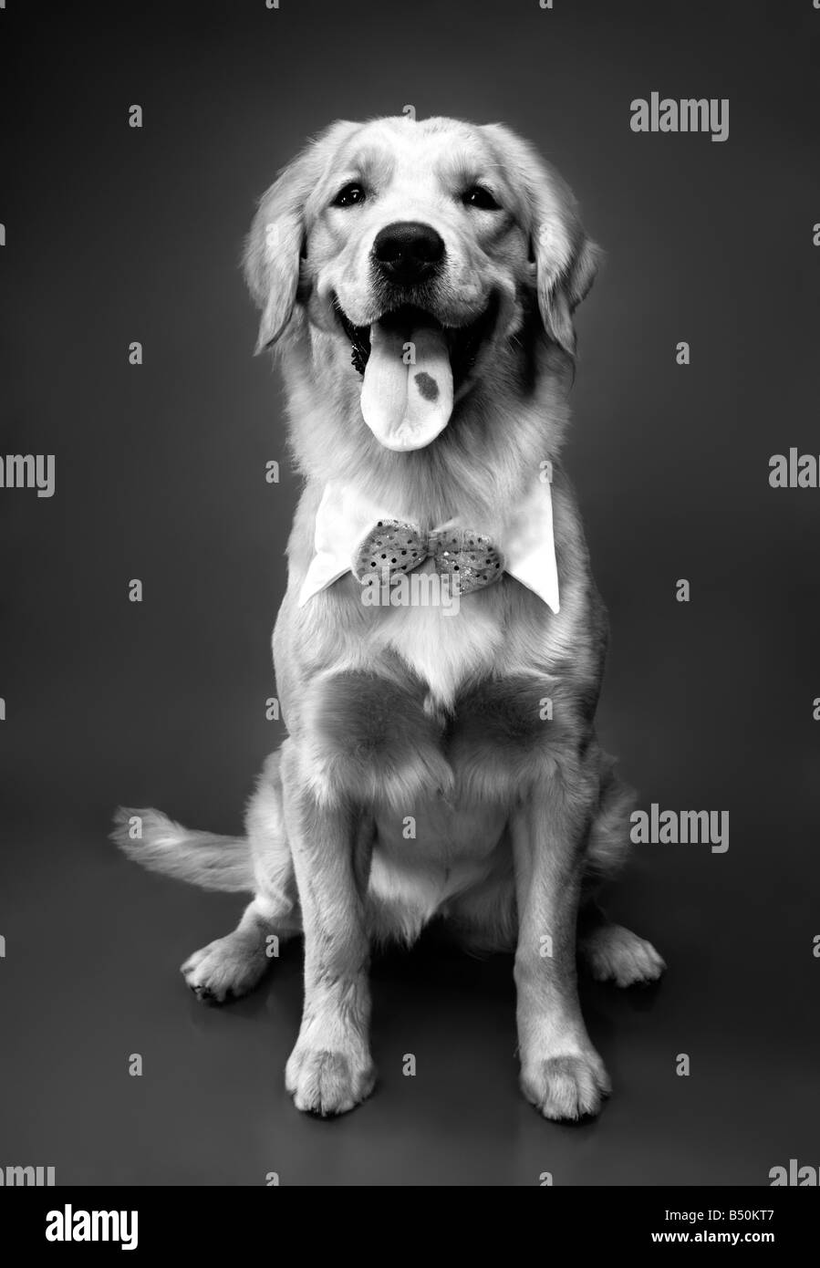 Retriever funny Black and White Stock Photos & Images - Alamy