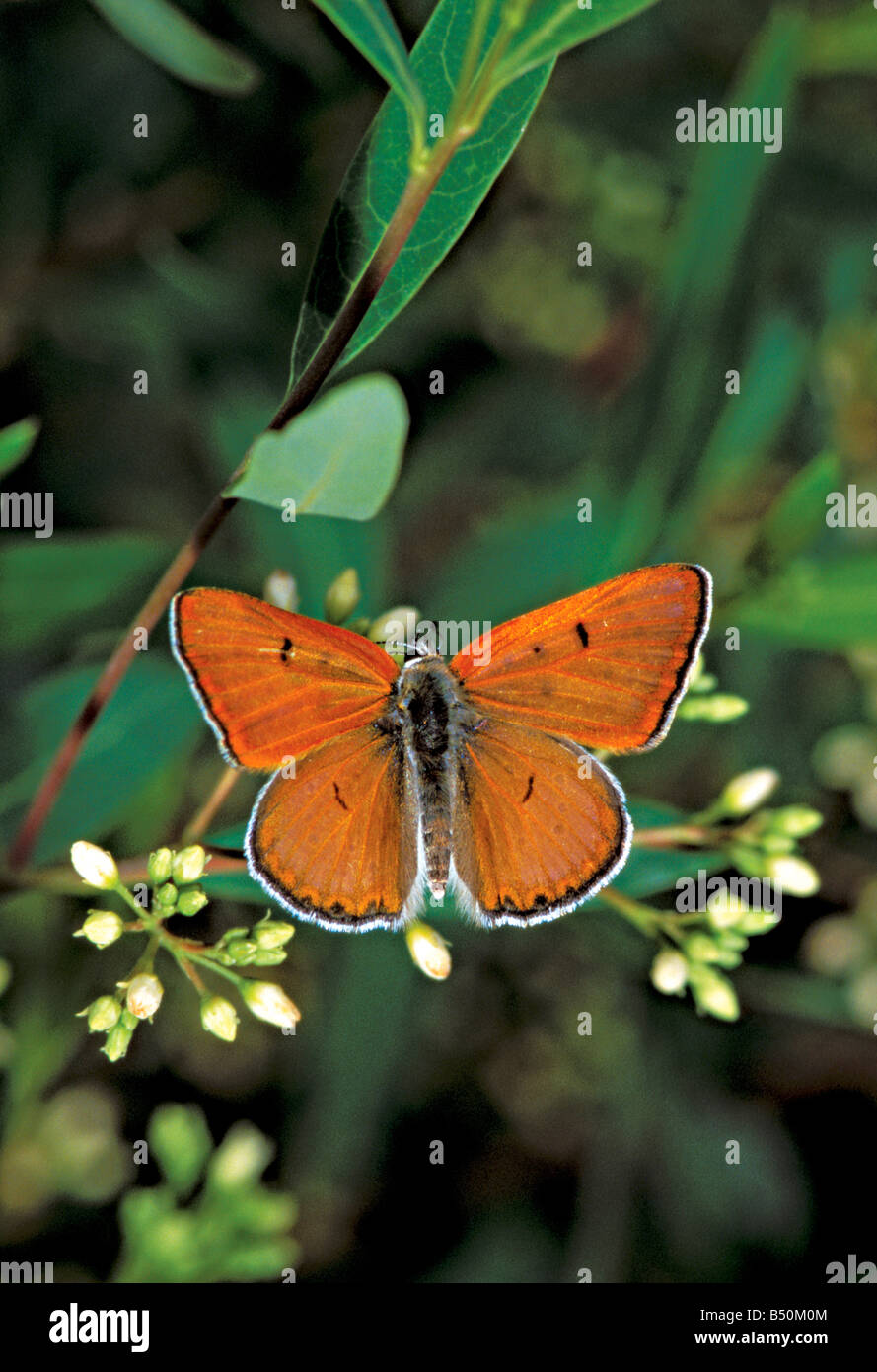 Ruddy Copper Lycaena rubidus ferrisi Stock Photo - Alamy