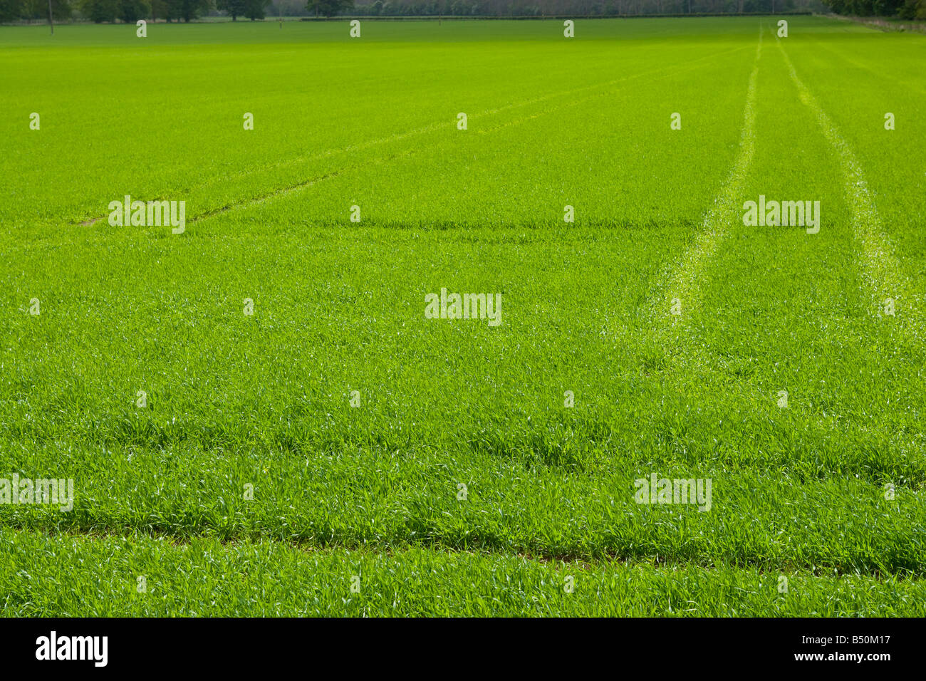 new crop growth in fields with tractor tracks Stock Photo - Alamy