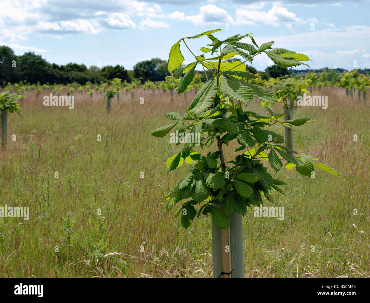 Chestnut tree sapling hi-res stock photography and images - Alamy