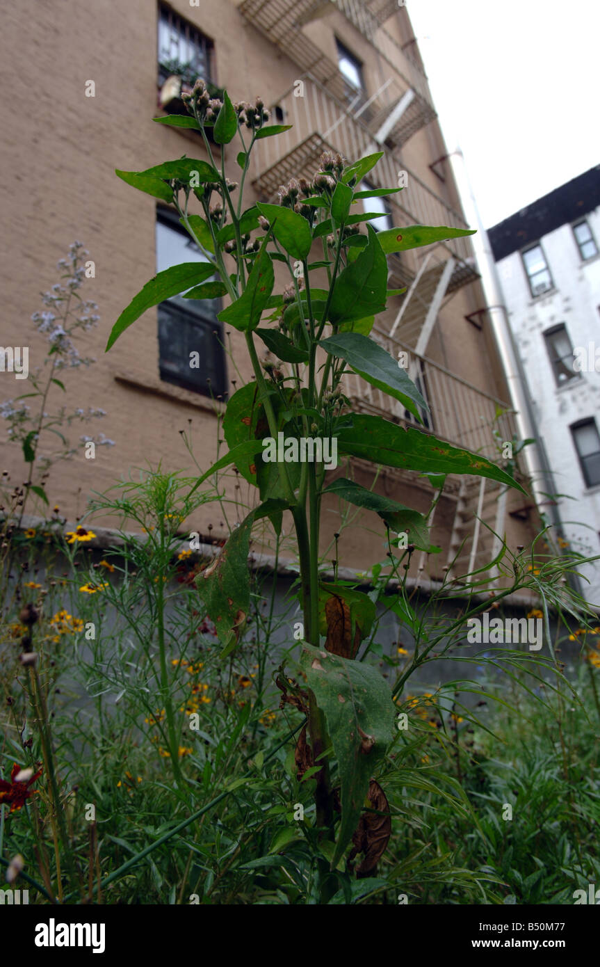 The green roof of the Wild Project theater in the East Village ...