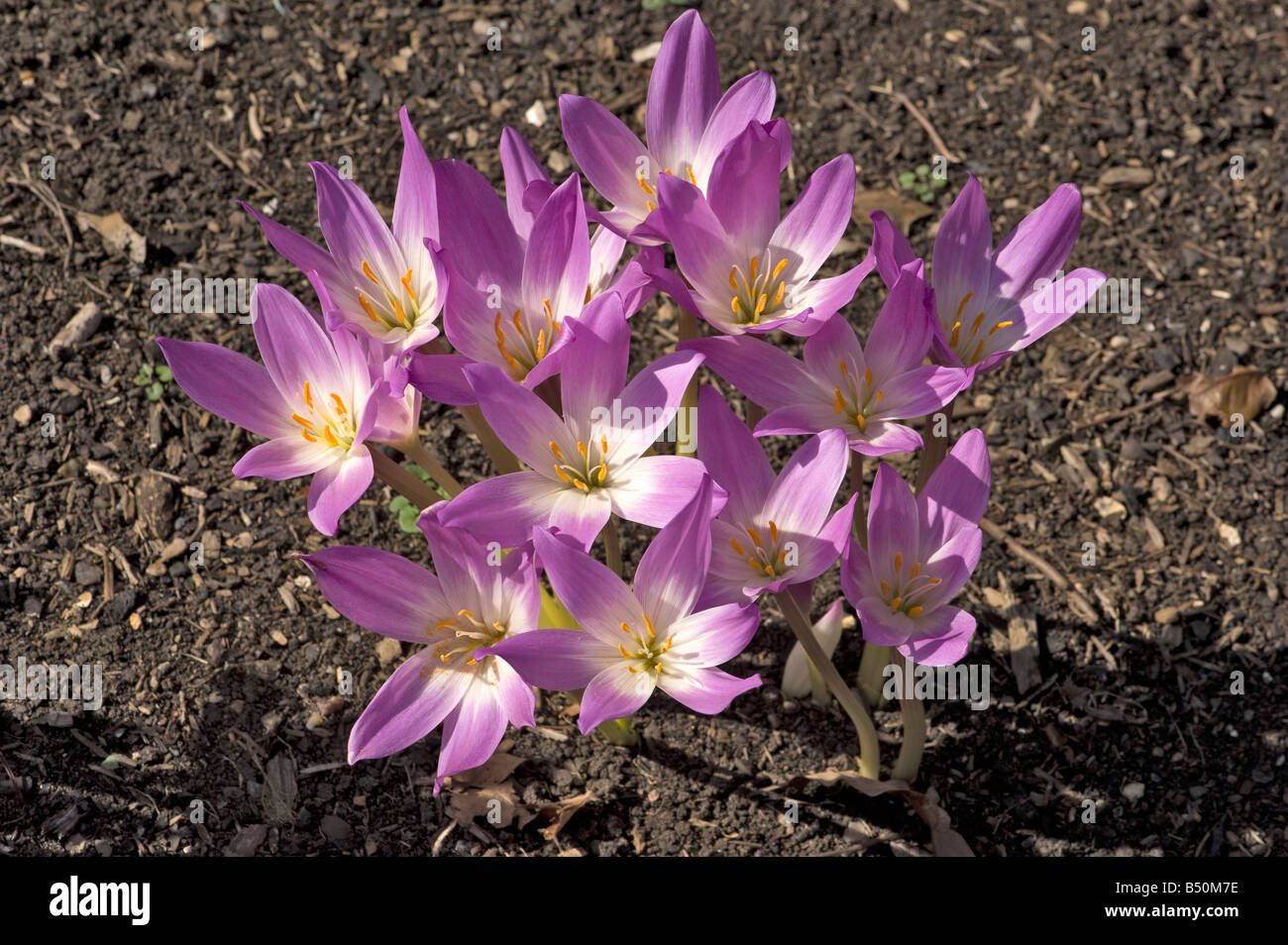 Autumn crocus flowers Colchicum open in sun late September Stock Photo ...