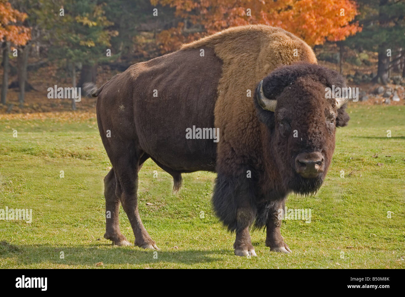 A Bison bull in Autumn Stock Photo - Alamy