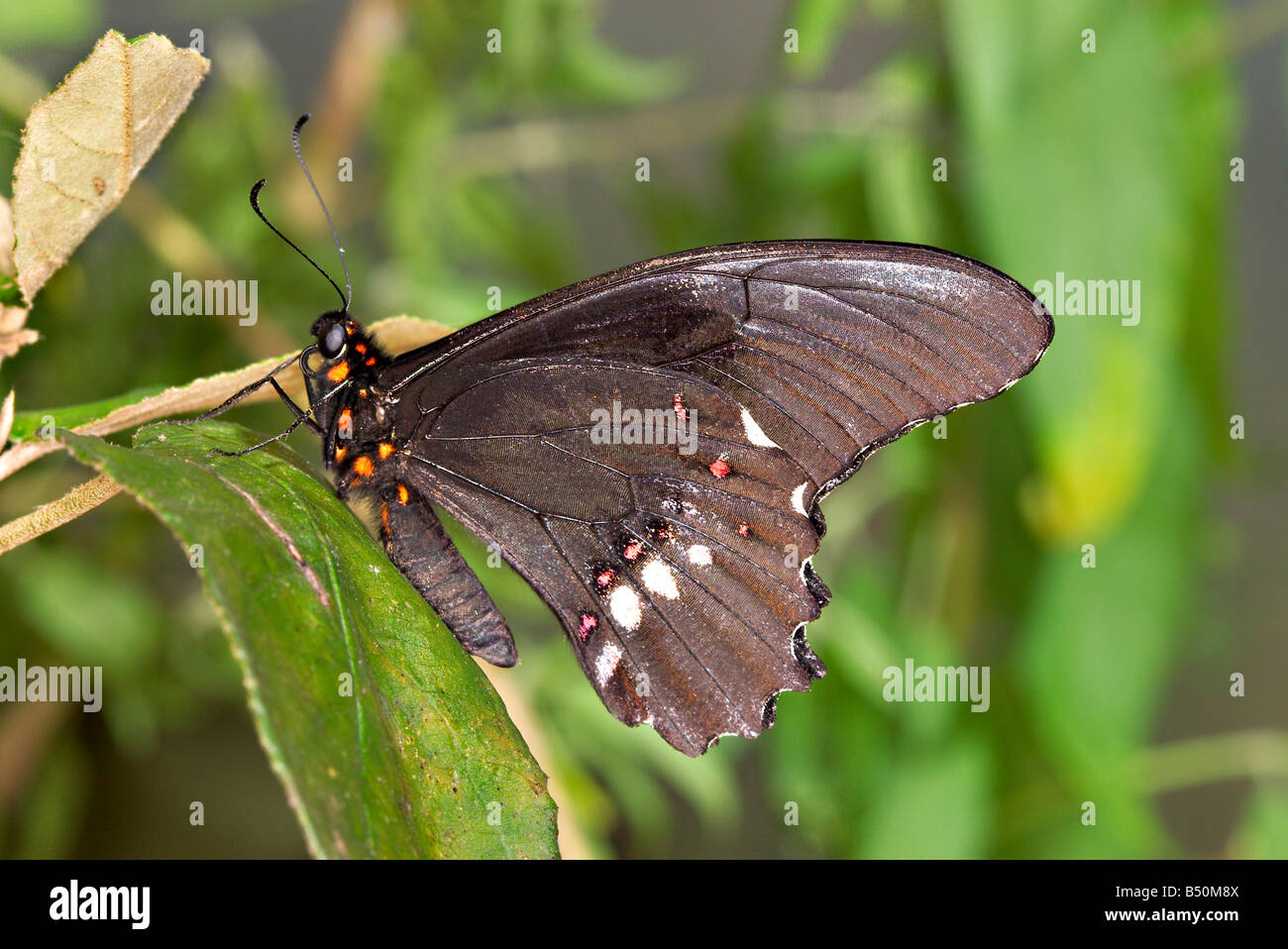 Ruby-spotted Swallowtail Papilio anchisiades Stock Photo - Alamy