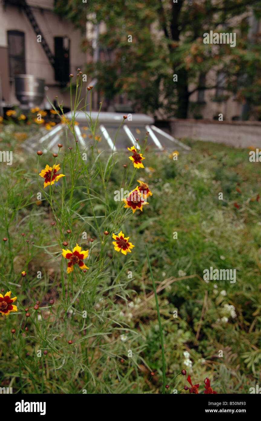 The green roof of the Wild Project theater in the East Village ...