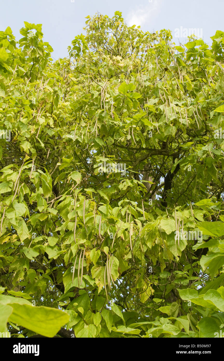 Indian tree seed pods hi-res stock photography and images - Alamy