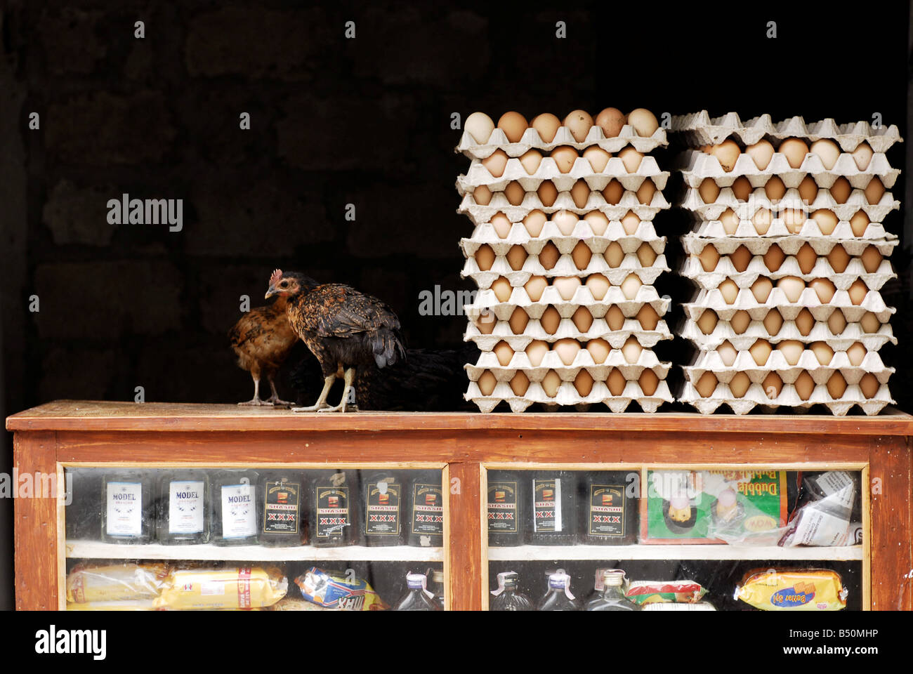 Chicken or the egg which came first Stock Photo - Alamy