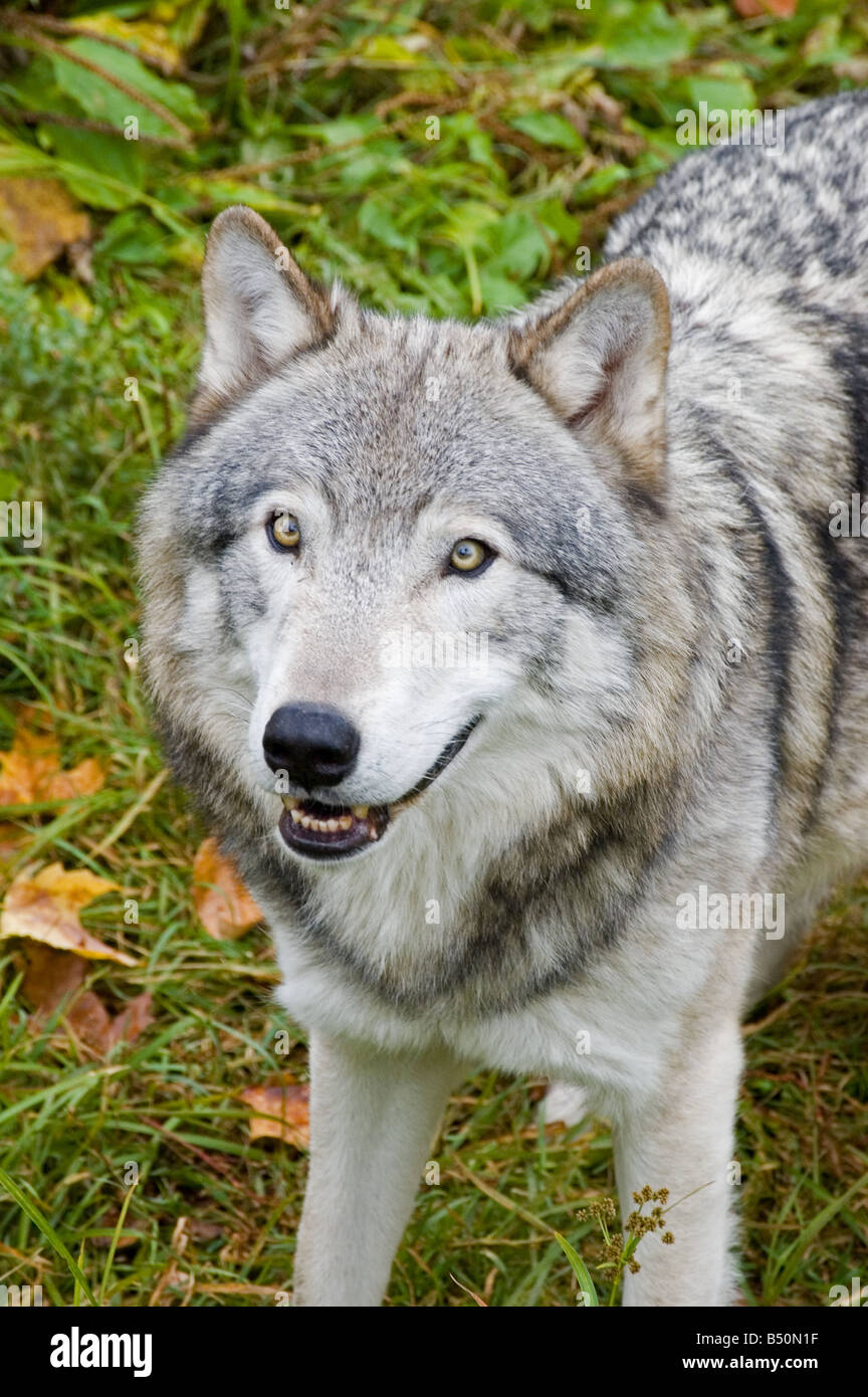 A watching Timber Wolf in Autumn Stock Photo - Alamy