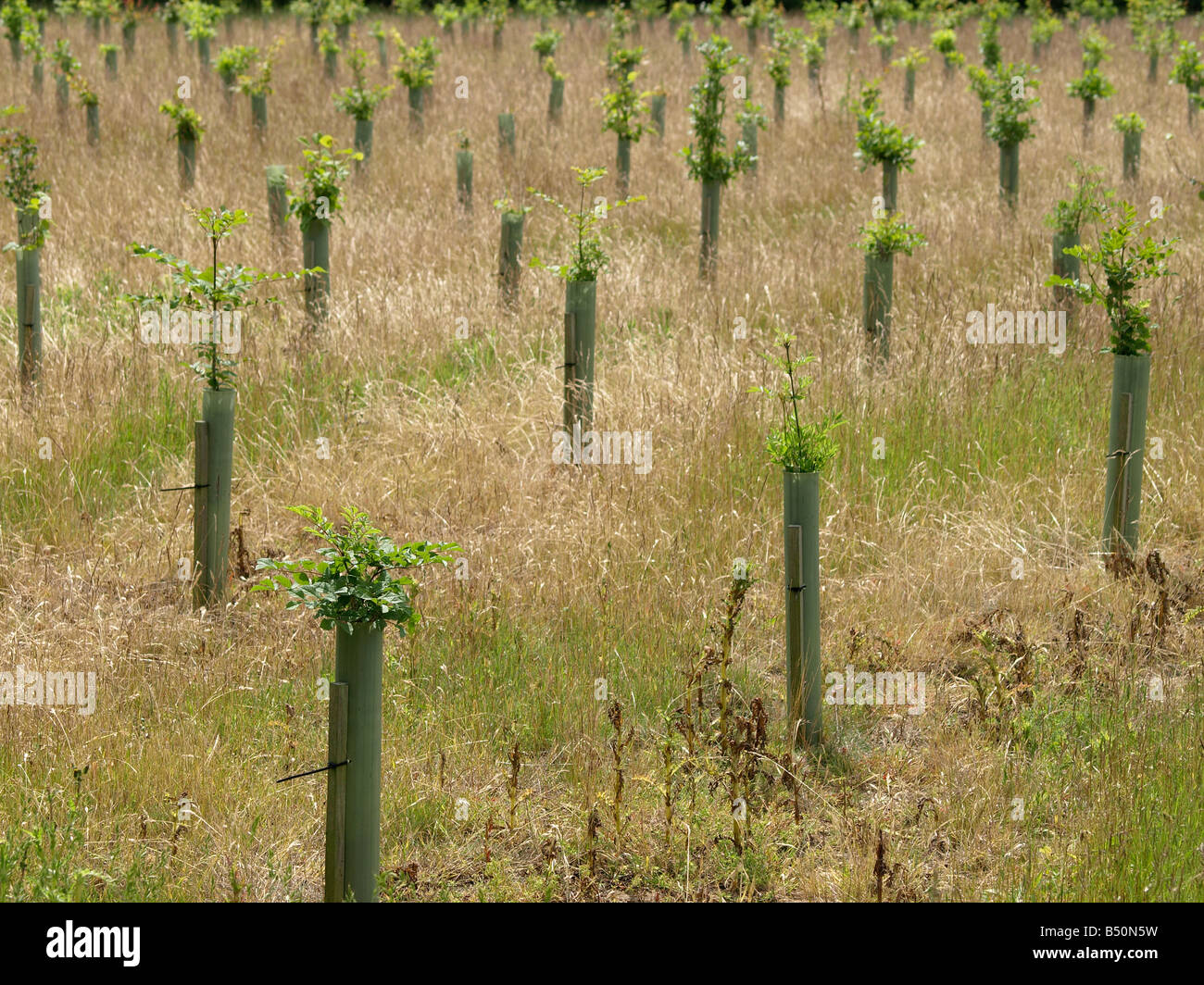 Sapling hi-res stock photography and images - Alamy