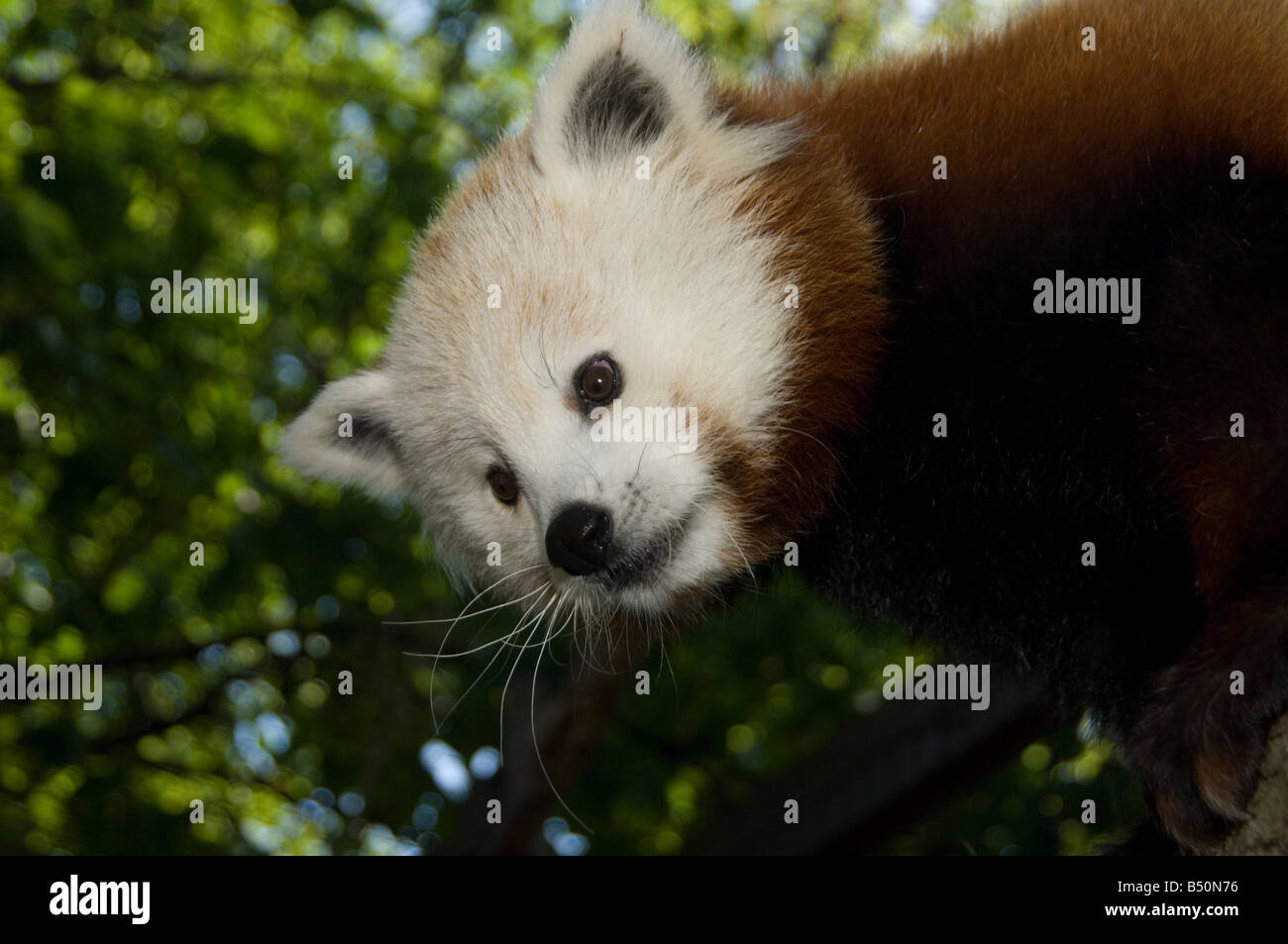 Asian Red Panda Stock Photo - Alamy