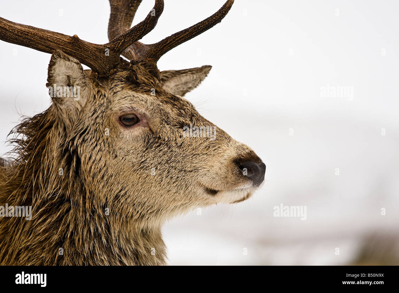 Wild red deer Stock Photo - Alamy