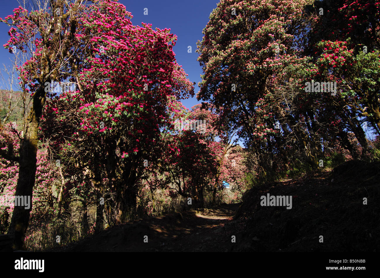 Springtime in the Annapurna region of the Nepal Himalaya with the ...