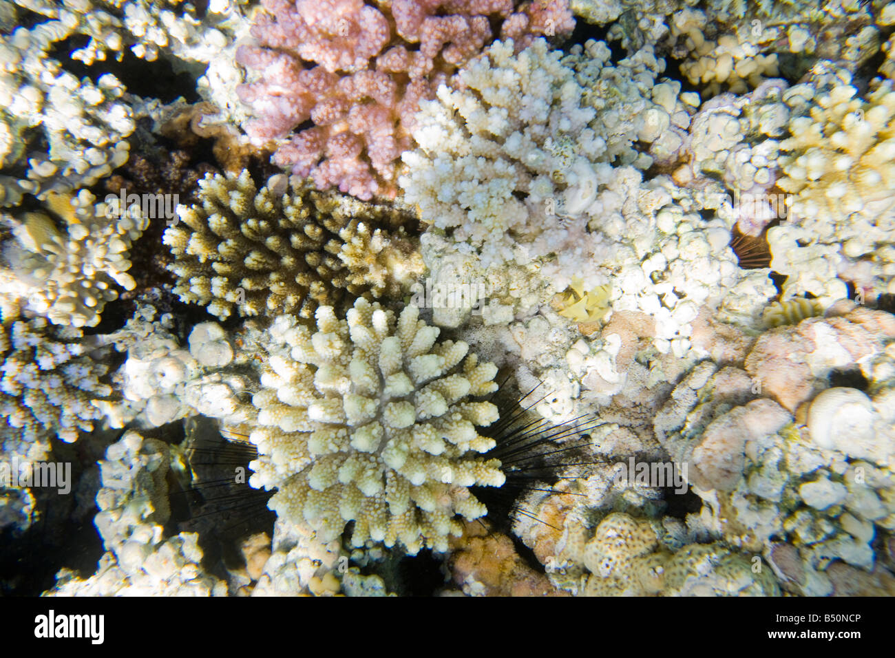 Coral reef off Dahab in the Red Sea in Egypt Stock Photo - Alamy