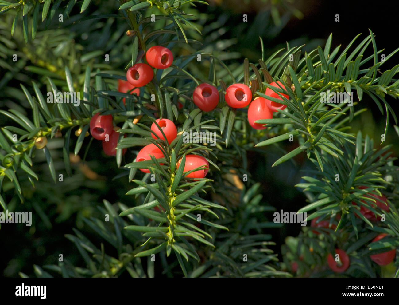 Red yew arils Taxus baccata with single seed All parts of the tree ...