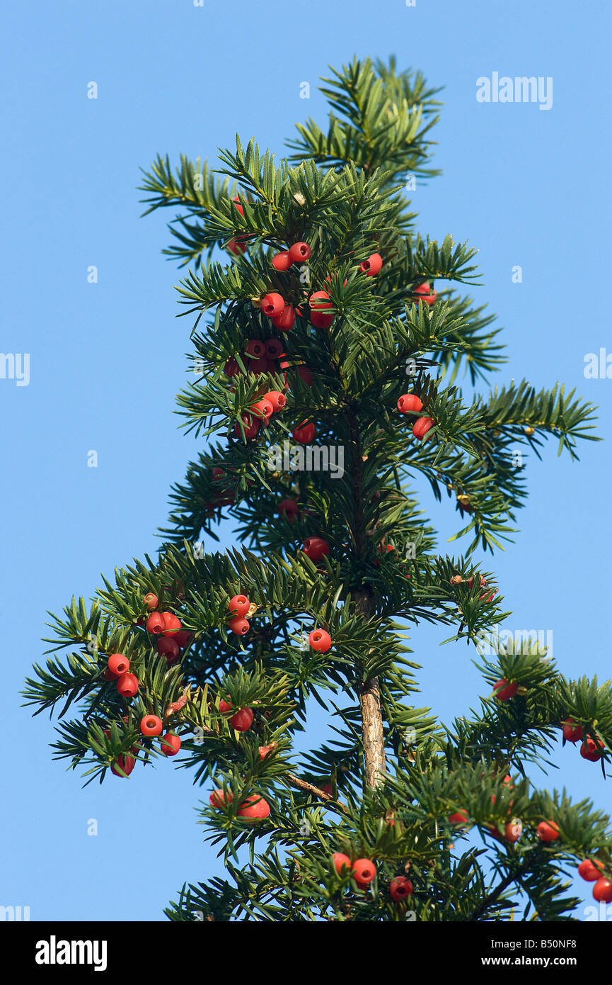 Red yew arils Taxus baccata with single seed inside each All parts of ...