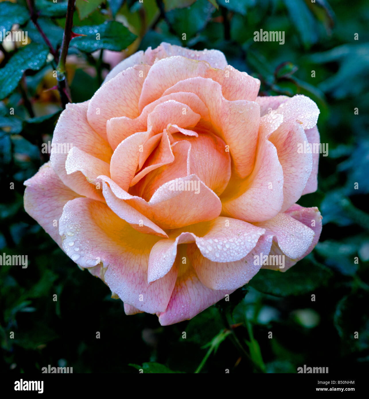 Rosa 'Fragrant Dream' Stock Photo - Alamy