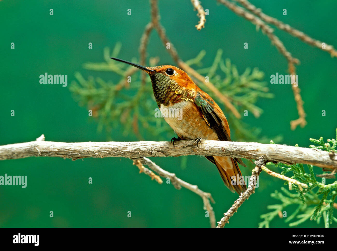 Rufous Hummingbird Selasphorus rufus Stock Photo - Alamy