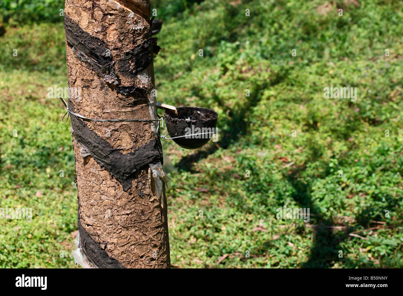 Rubber tapping in Kerala, India Stock Photo - Alamy