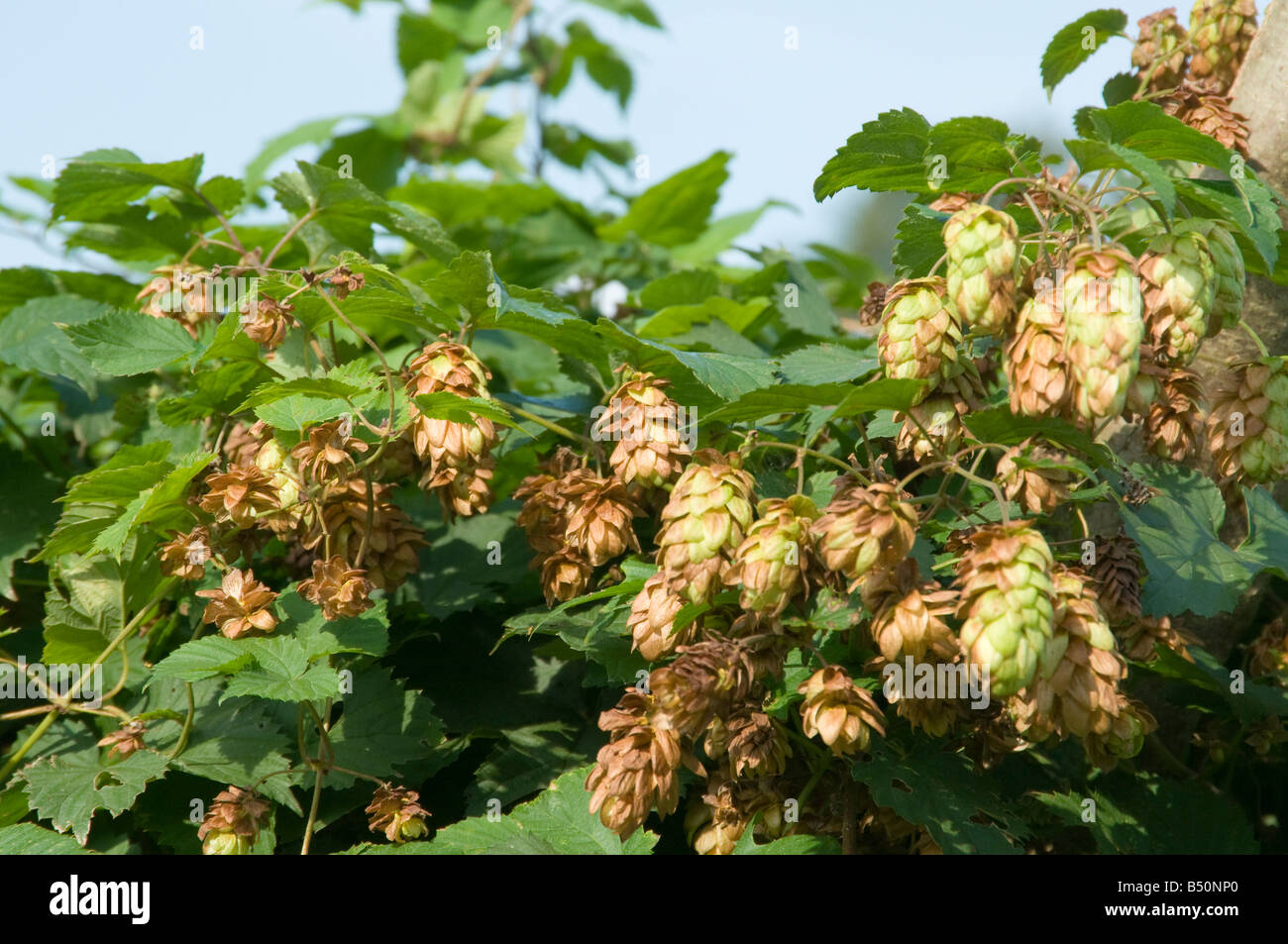 Hops Humulus lupulus Stock Photo - Alamy