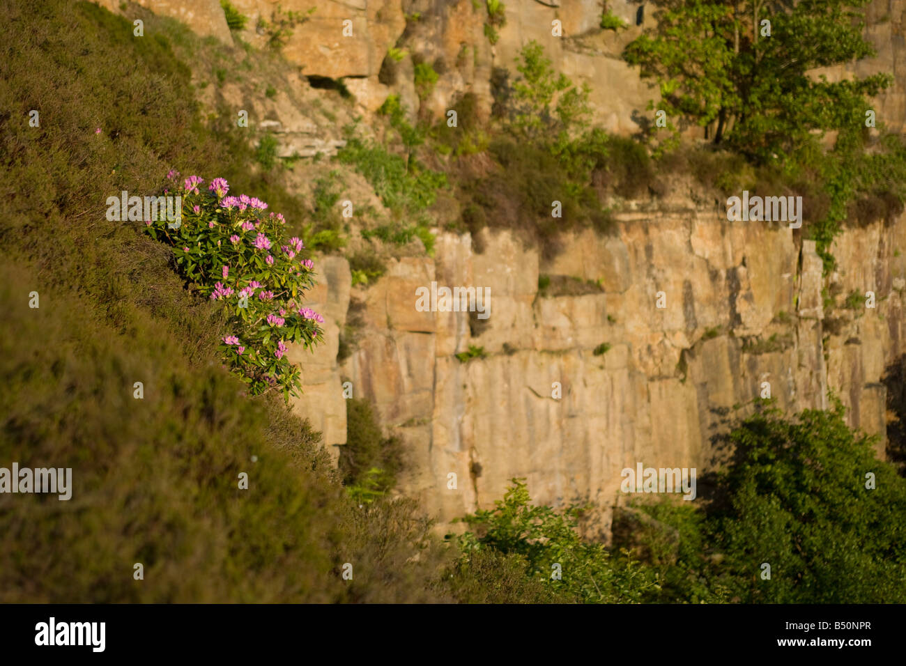 heather and rhododendron growing in Anglezarke Quarry Stock Photo - Alamy