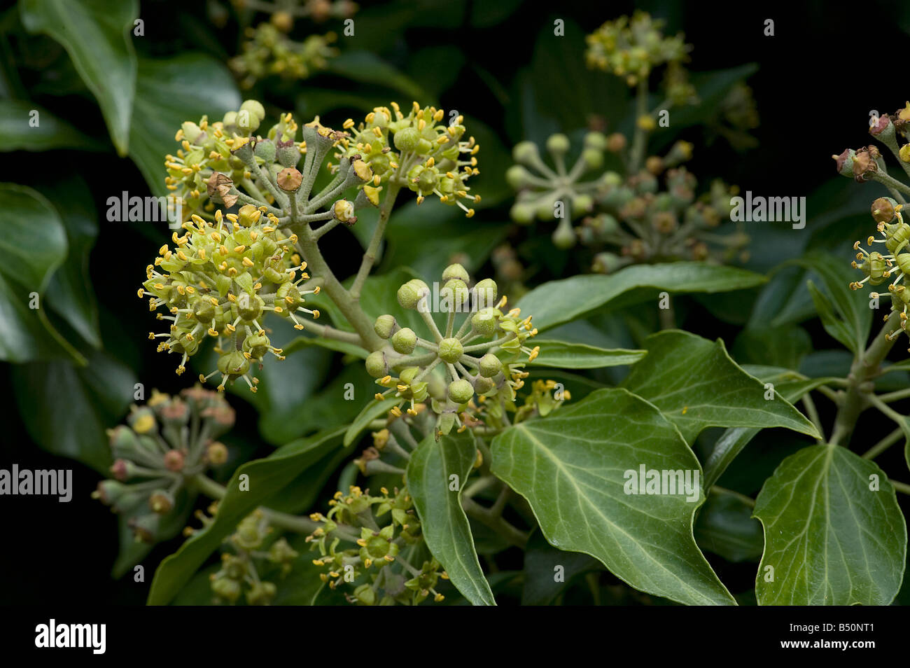 Clusters of ivy flowers Stock Photo - Alamy