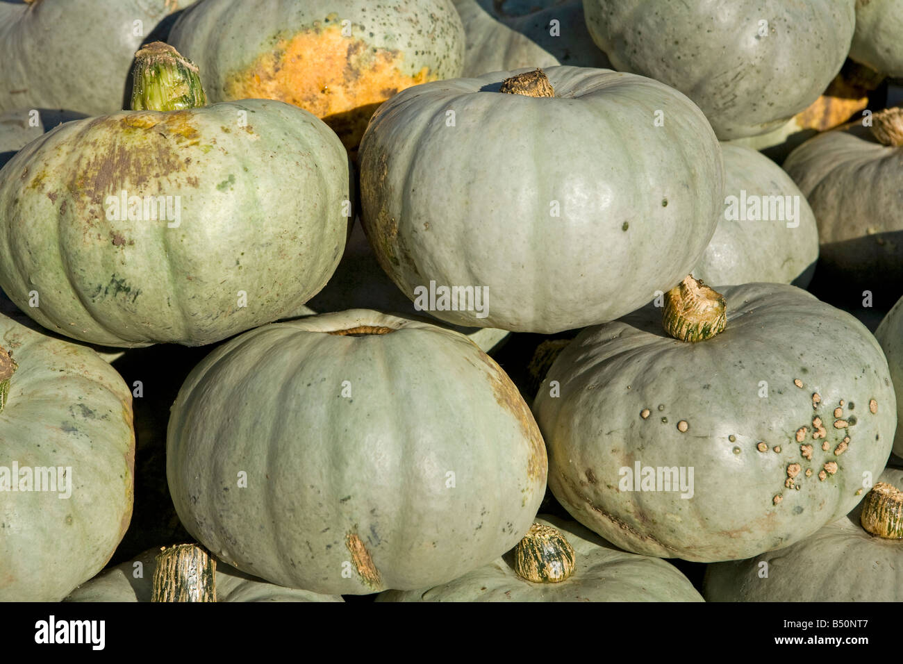 Pile of Crown Prince Pumpkins (Cucurbita maxima) on sale at outdoor ...