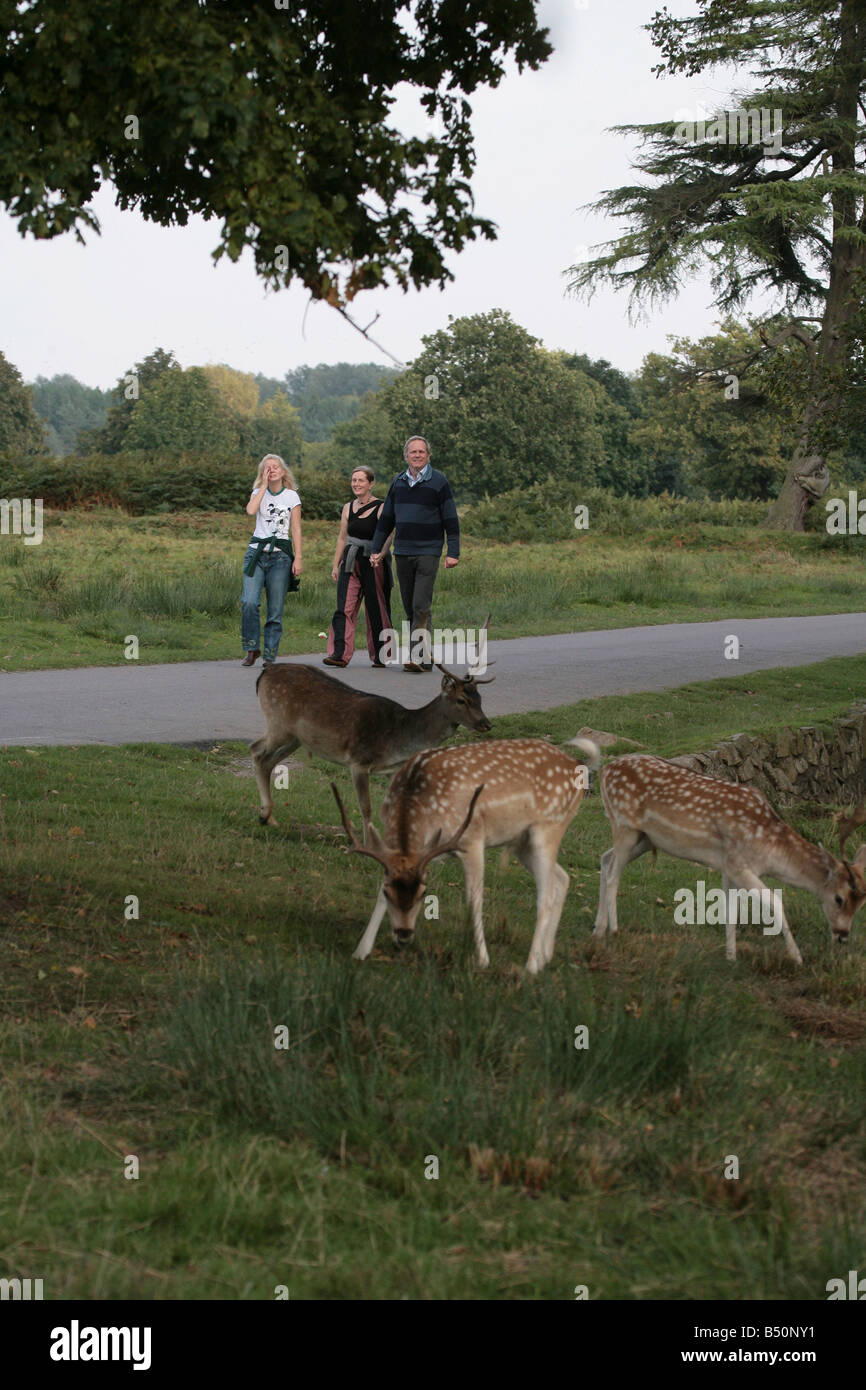 Fallow deer beside a path being watched by people at Bradgate park ...