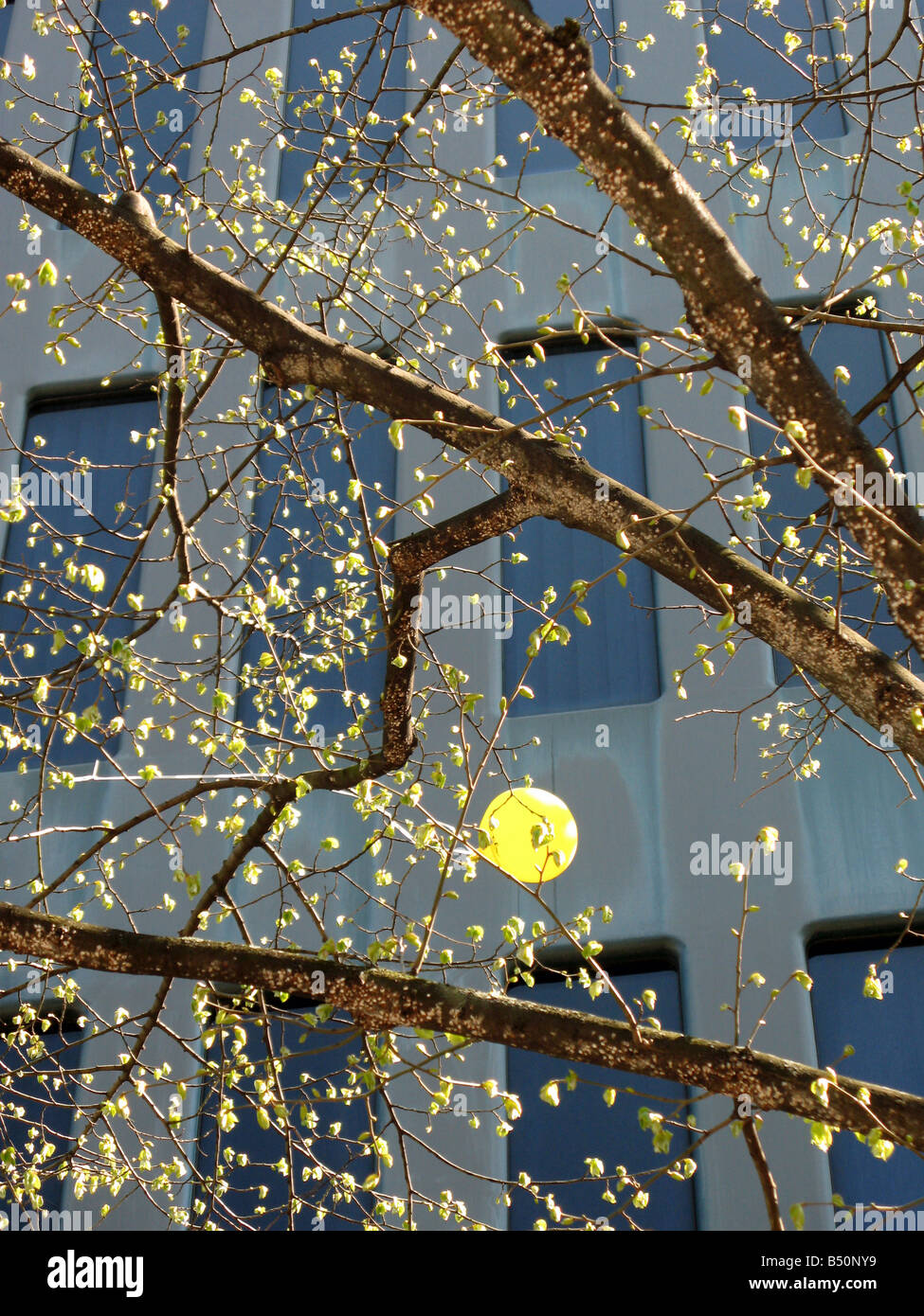 Yellow balloon stuck in a tree Stock Photo - Alamy