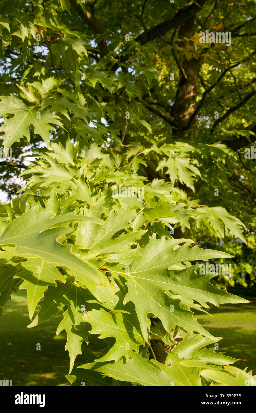 Oriental plane tree platanus orientalis hi-res stock photography and ...