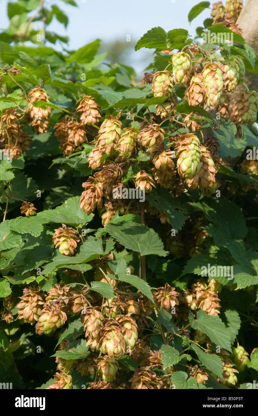 Hops Humulus lupulus Stock Photo - Alamy