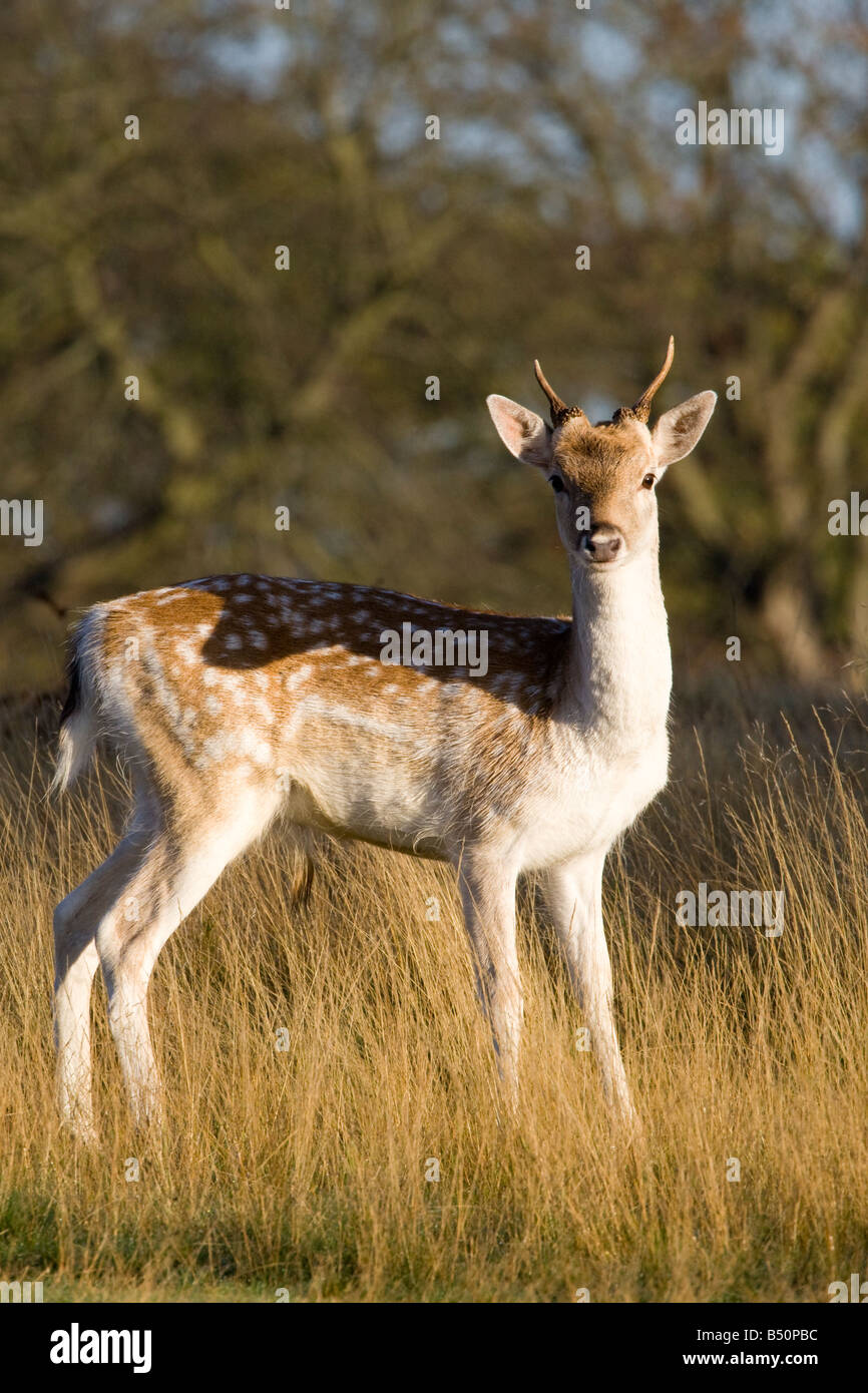 Juvenile Buck or male Fallow Deer Dama dama UK autumn Stock Photo - Alamy